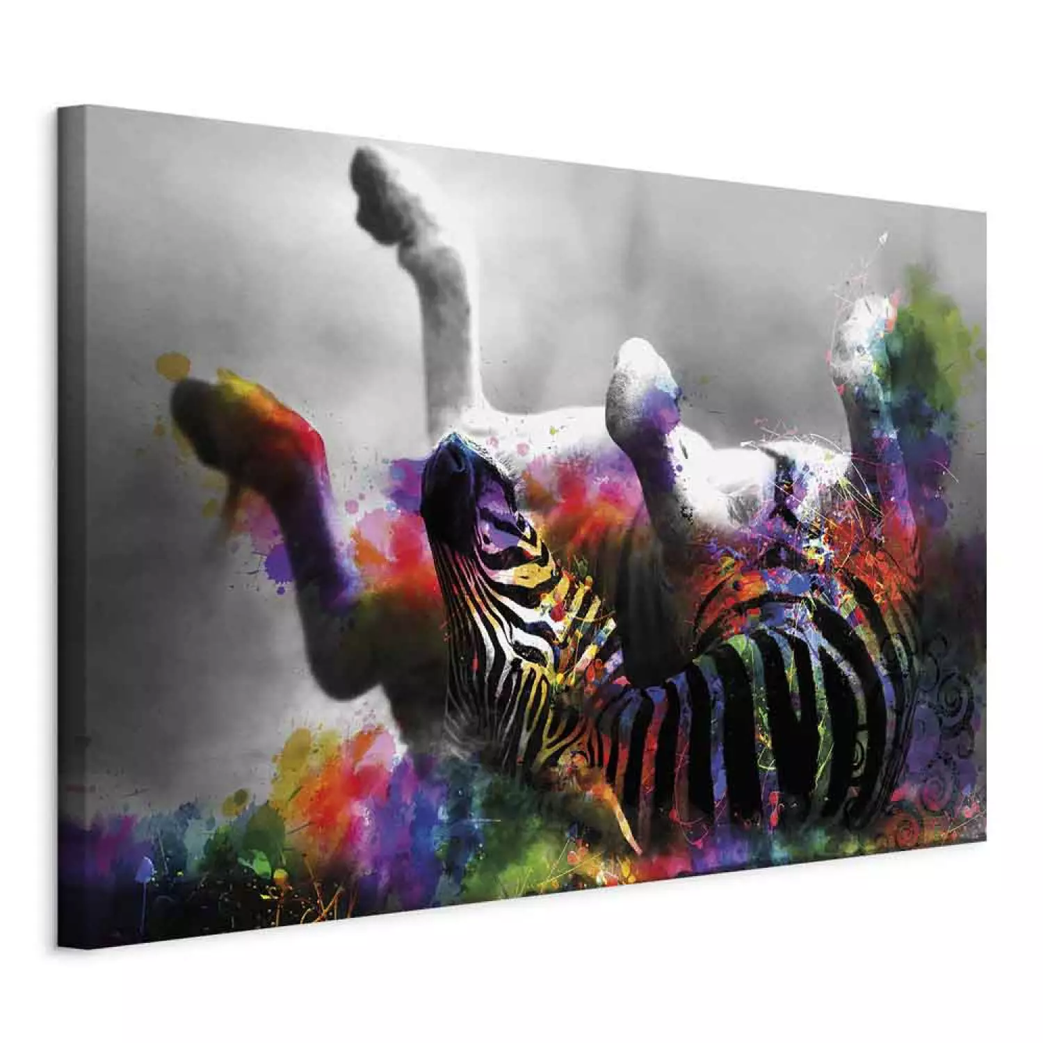 multi coloured zebra