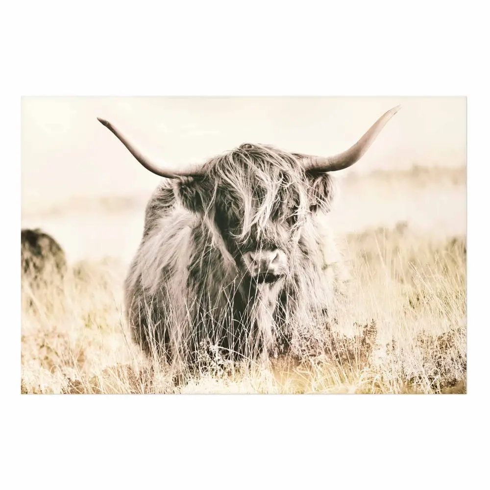 Poster Scottish Giant - black animal amidst a golden field landscape ...