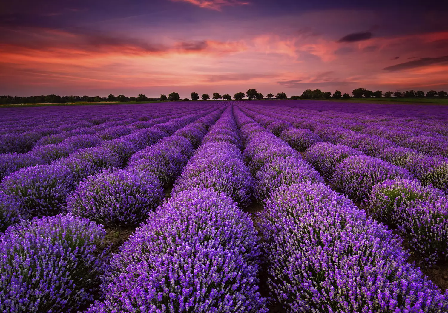 lavender wallpaper background