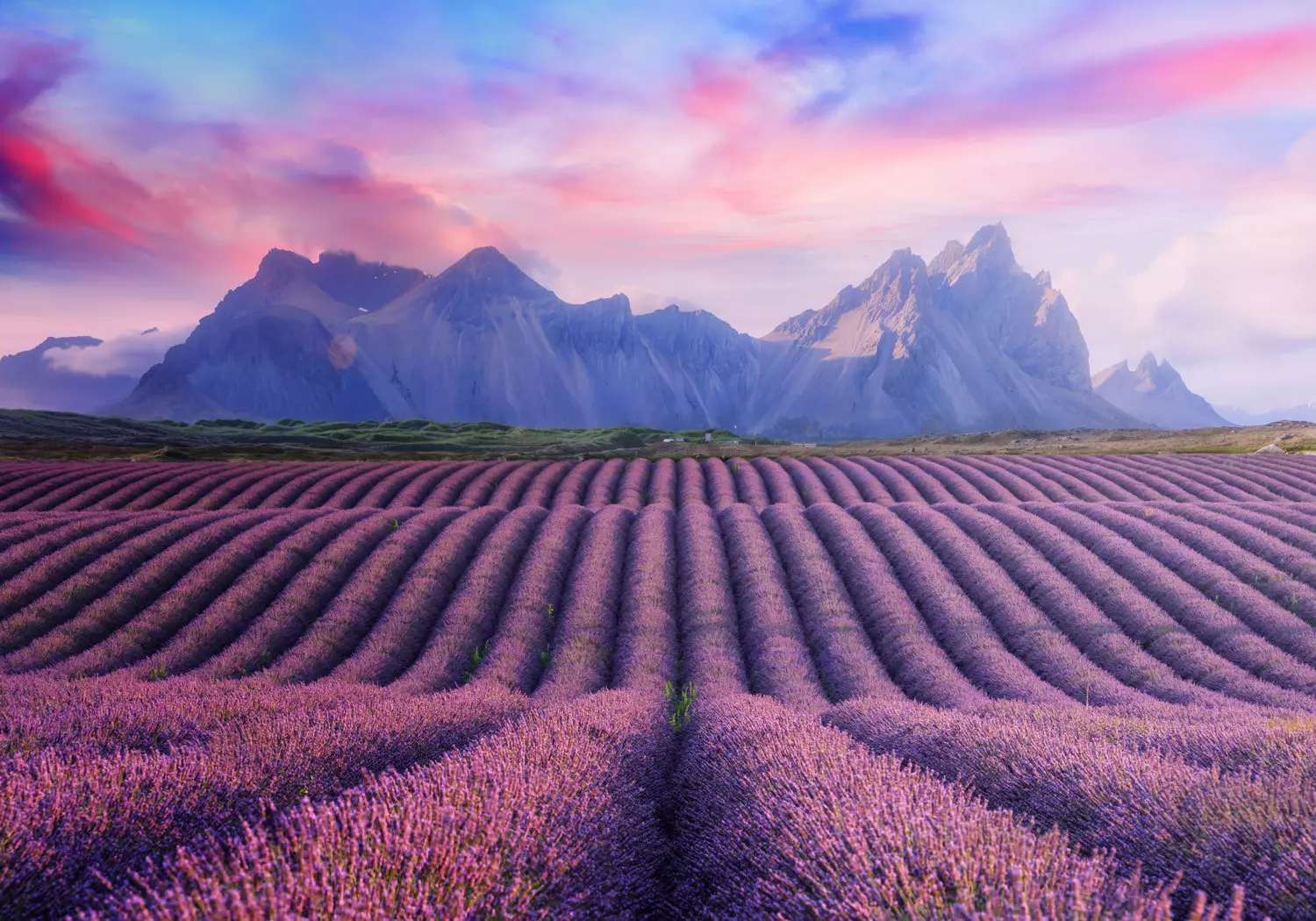 lavender fields wallpaper