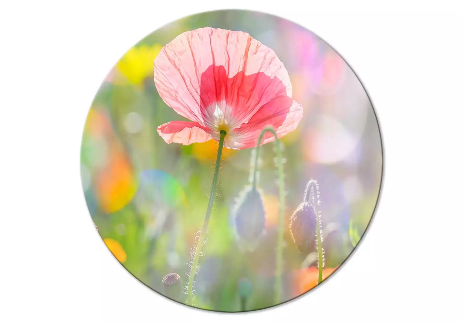 circular flower