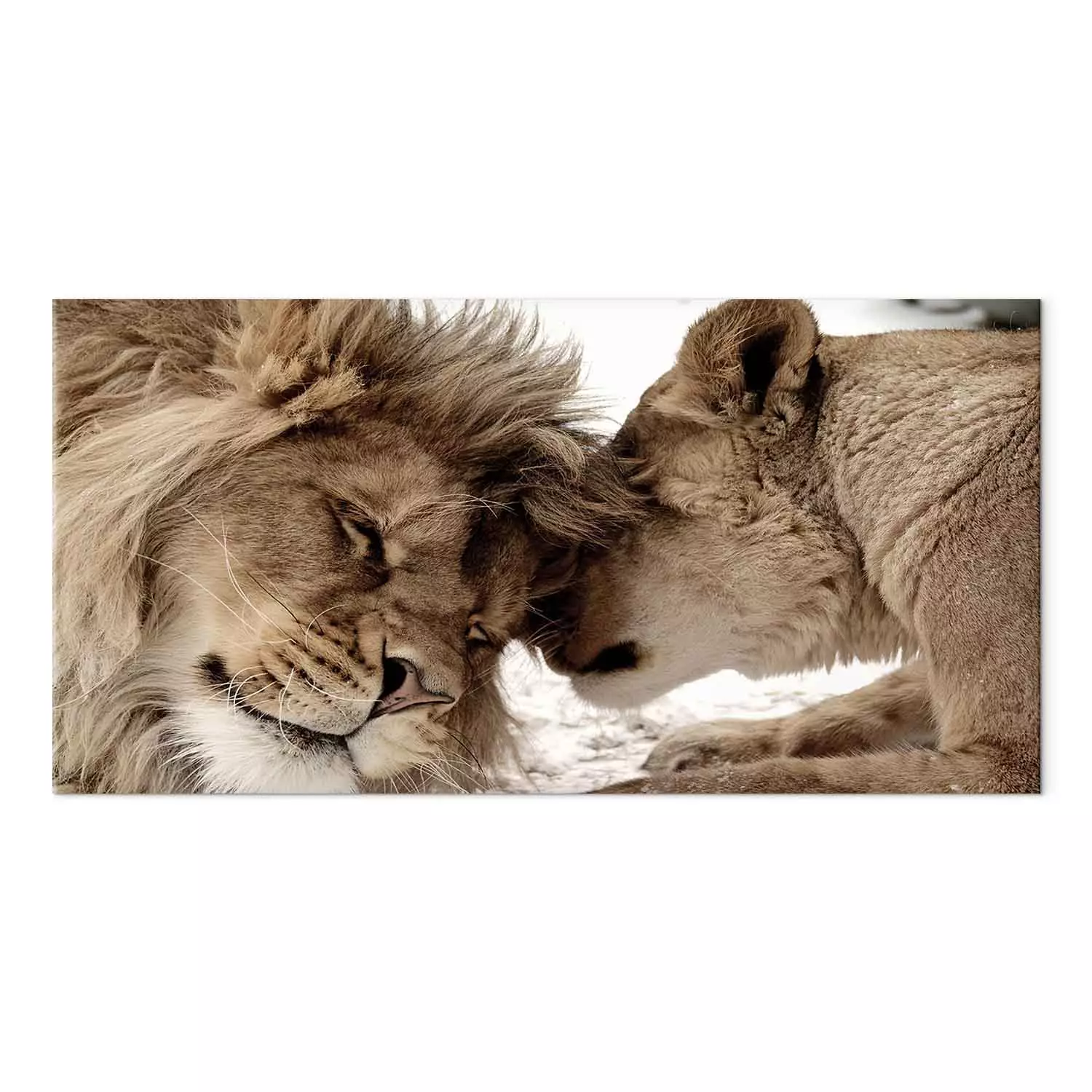 animals cuddling together