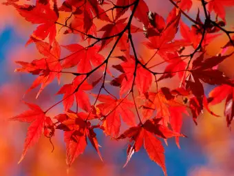 red leaf tree wallpaper