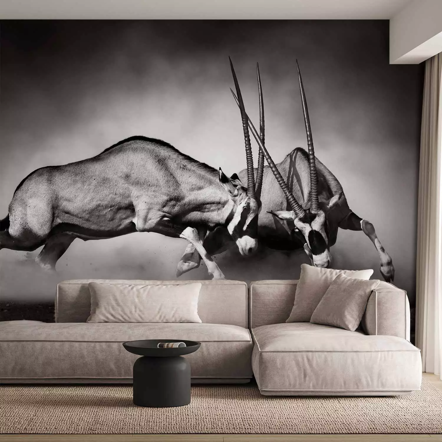 gemsbok fighting