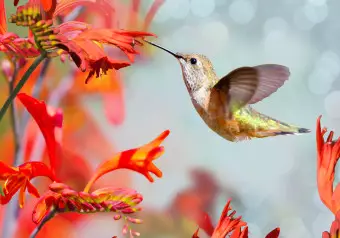 hummingbird and flower wallpaper