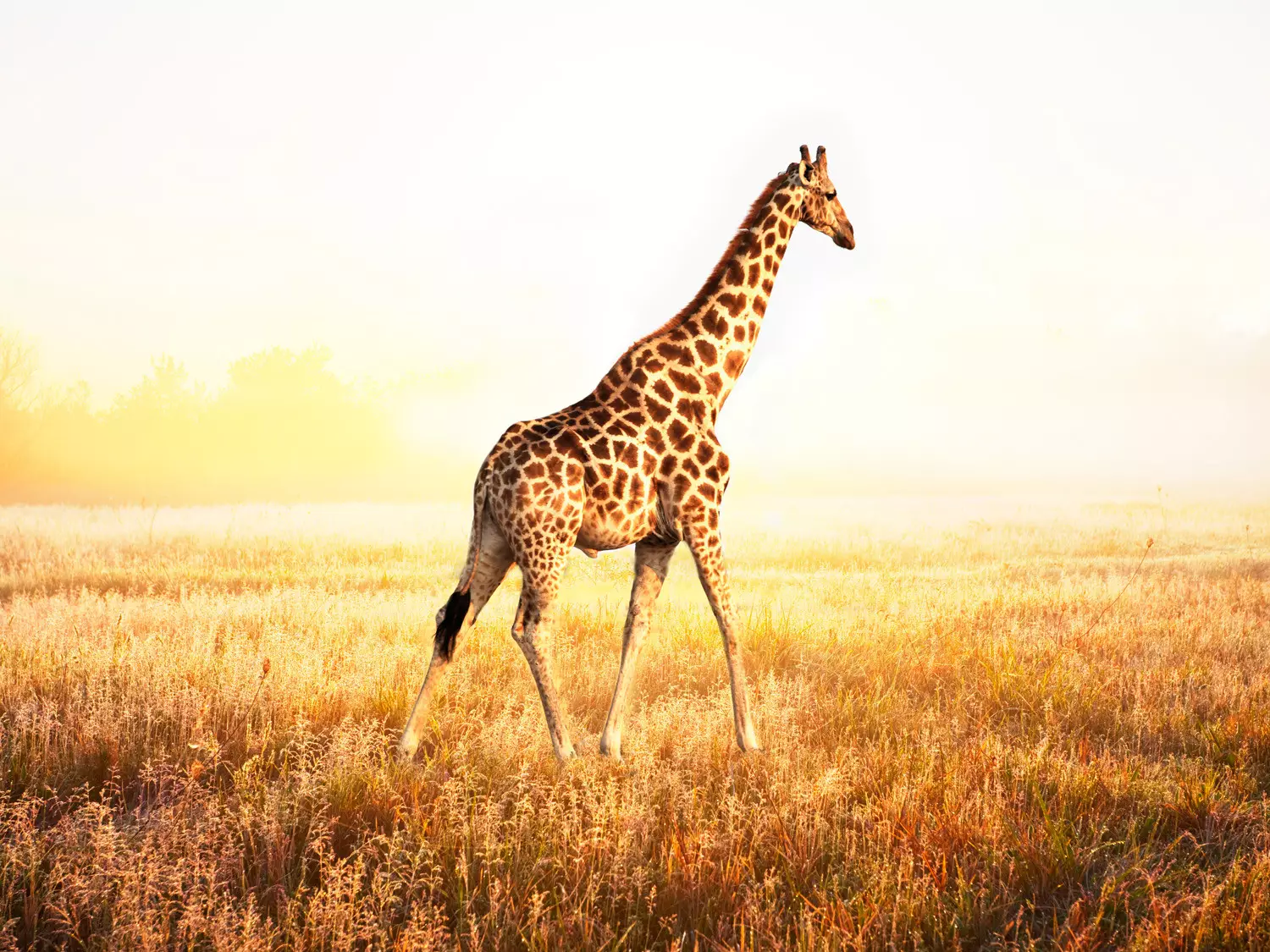 giraffe background wallpaper