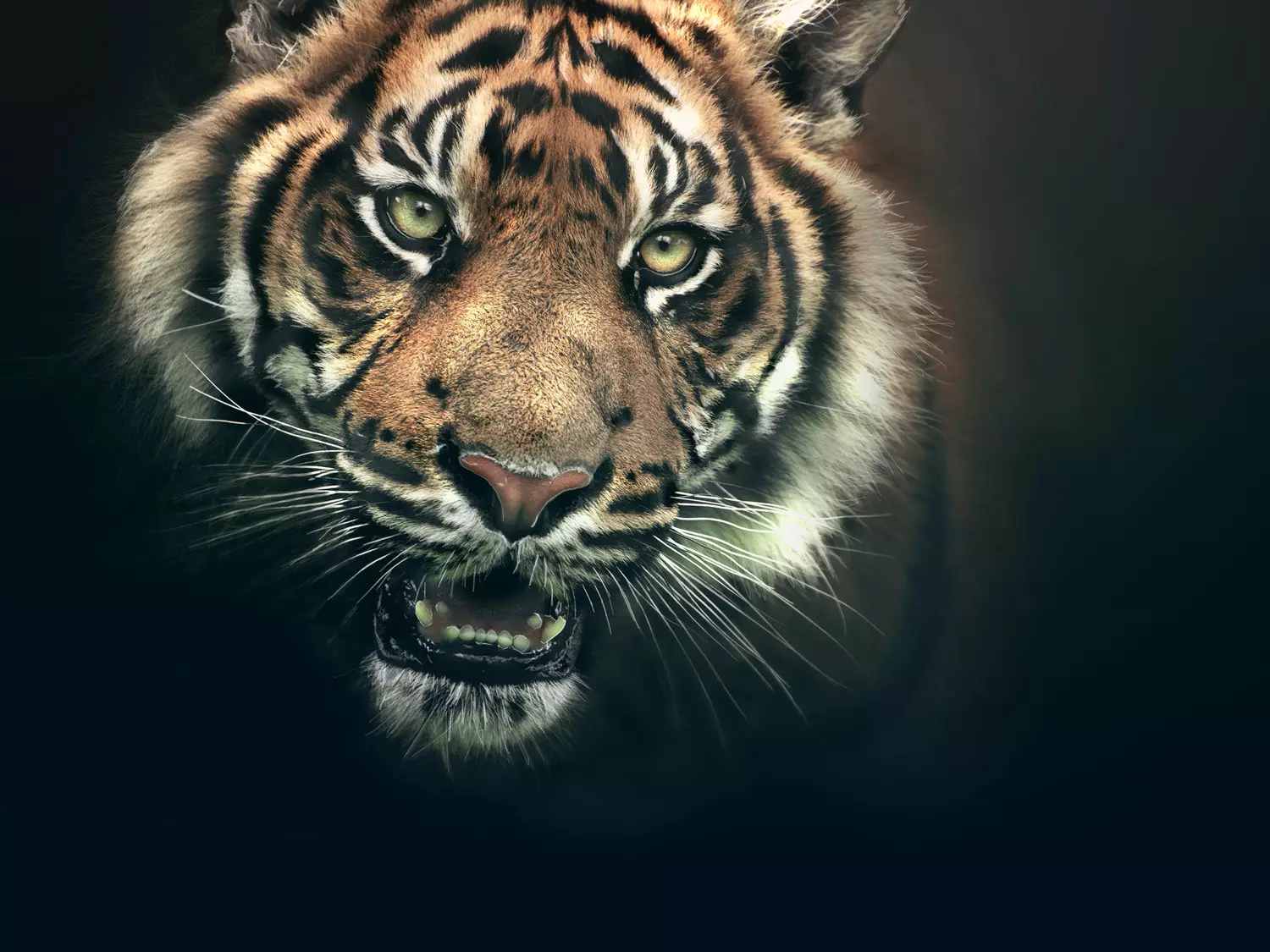 tiger face black background