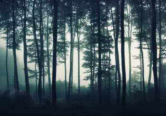 dark forest tree wallpaper
